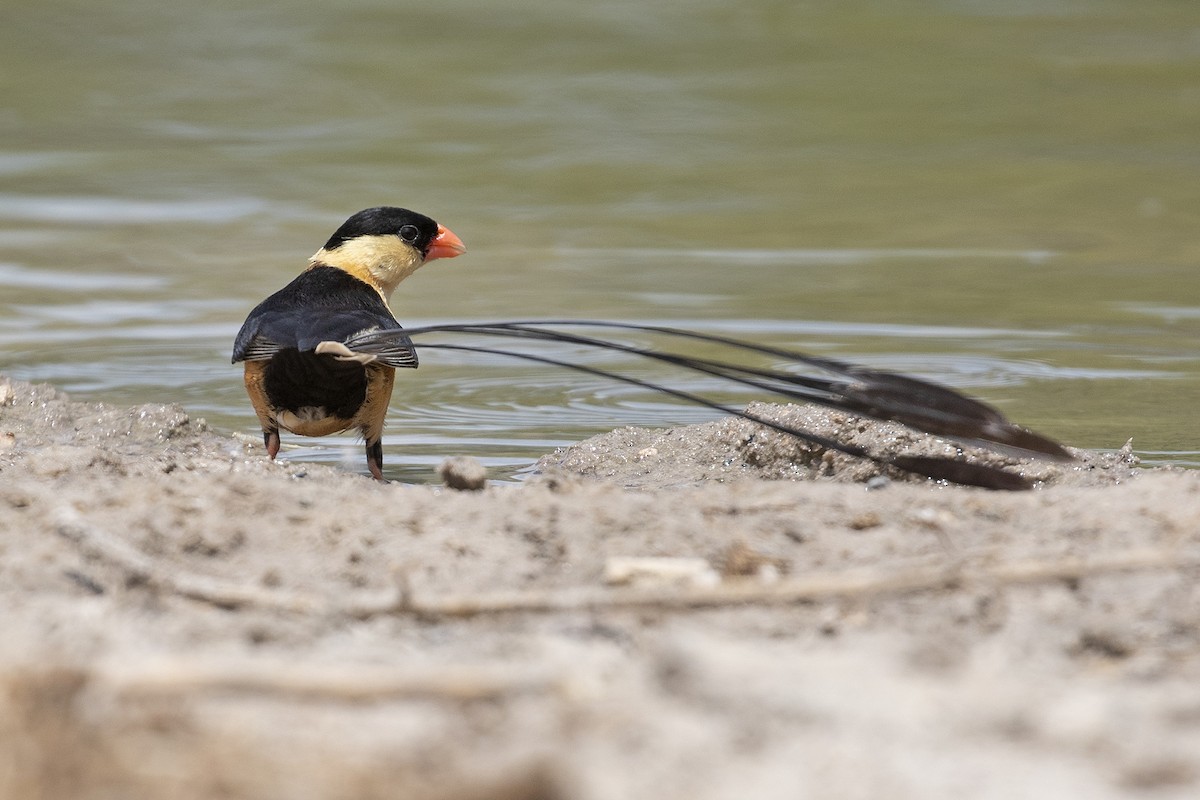 ML420824131 - Shaft-tailed Whydah - Macaulay Library