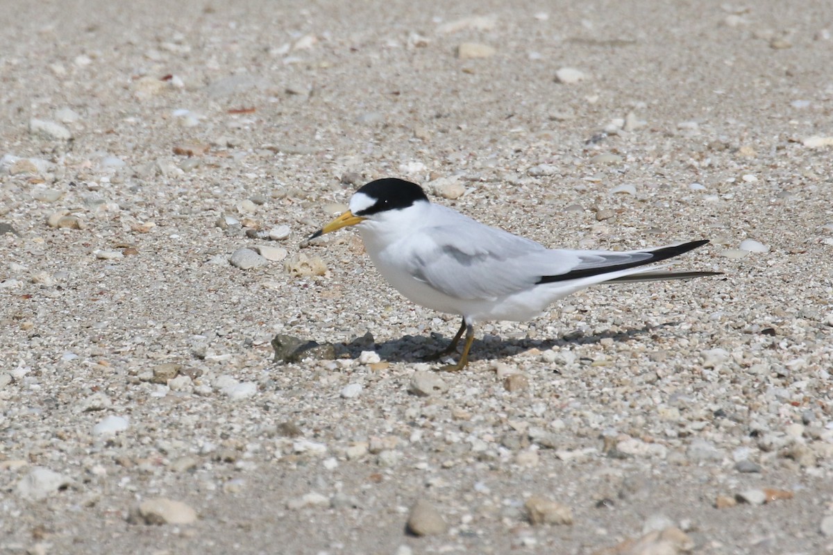 ML420845691 - Saunders's Tern - Macaulay Library