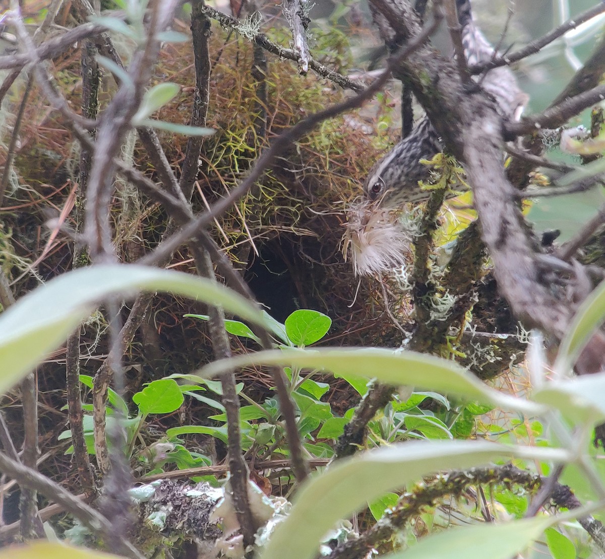 ML420936141 - Gray-barred Wren - Macaulay Library