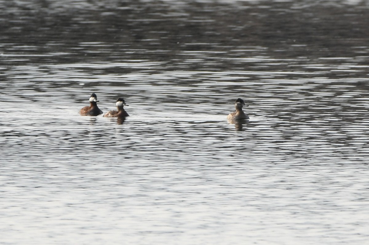 ML421245191 - Ruddy Duck - Macaulay Library