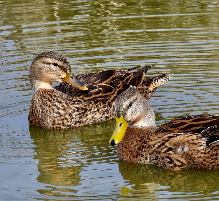 Mallard x Mexican/Mottled Duck (hybrid) - eBird