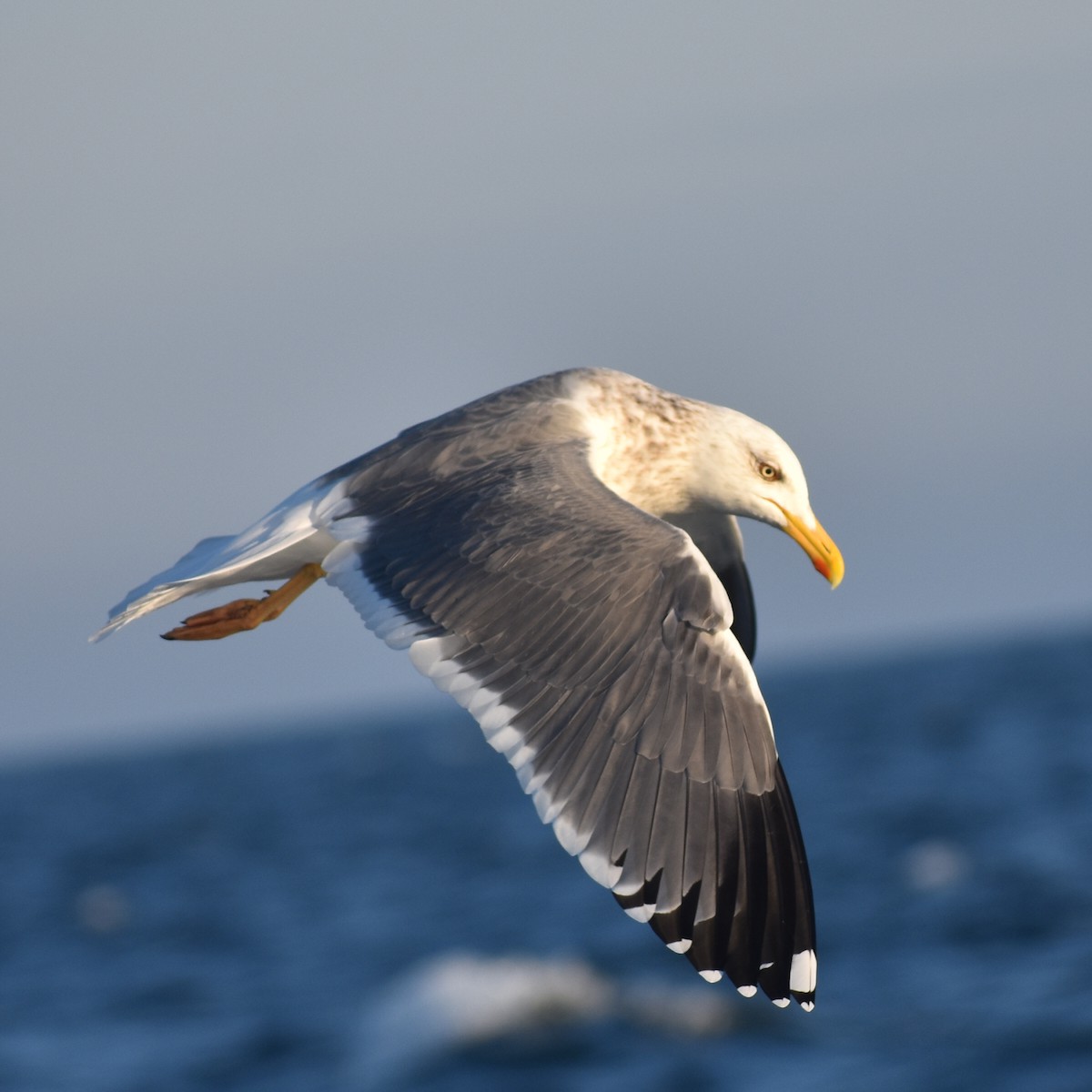 ML421512421 - American Herring x Lesser Black-backed Gull (hybrid ...