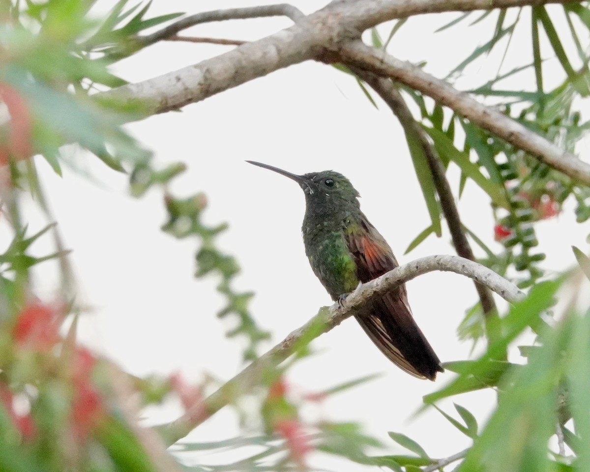 eBird Checklist - 22 Feb 2022 - 3a Avenida, Guatemala City GT-Guatemala ...