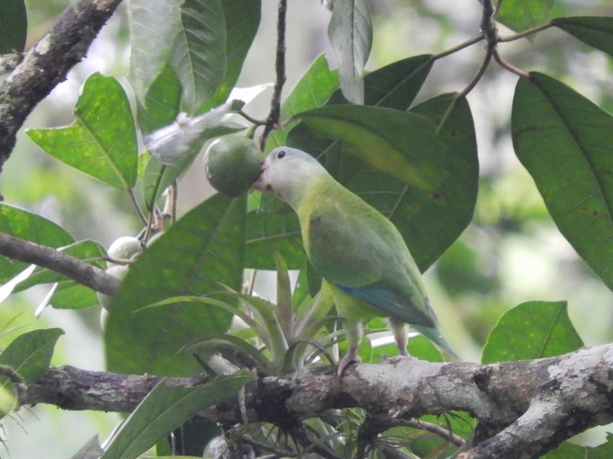ML421811991 - Gray-cheeked Parakeet - Macaulay Library
