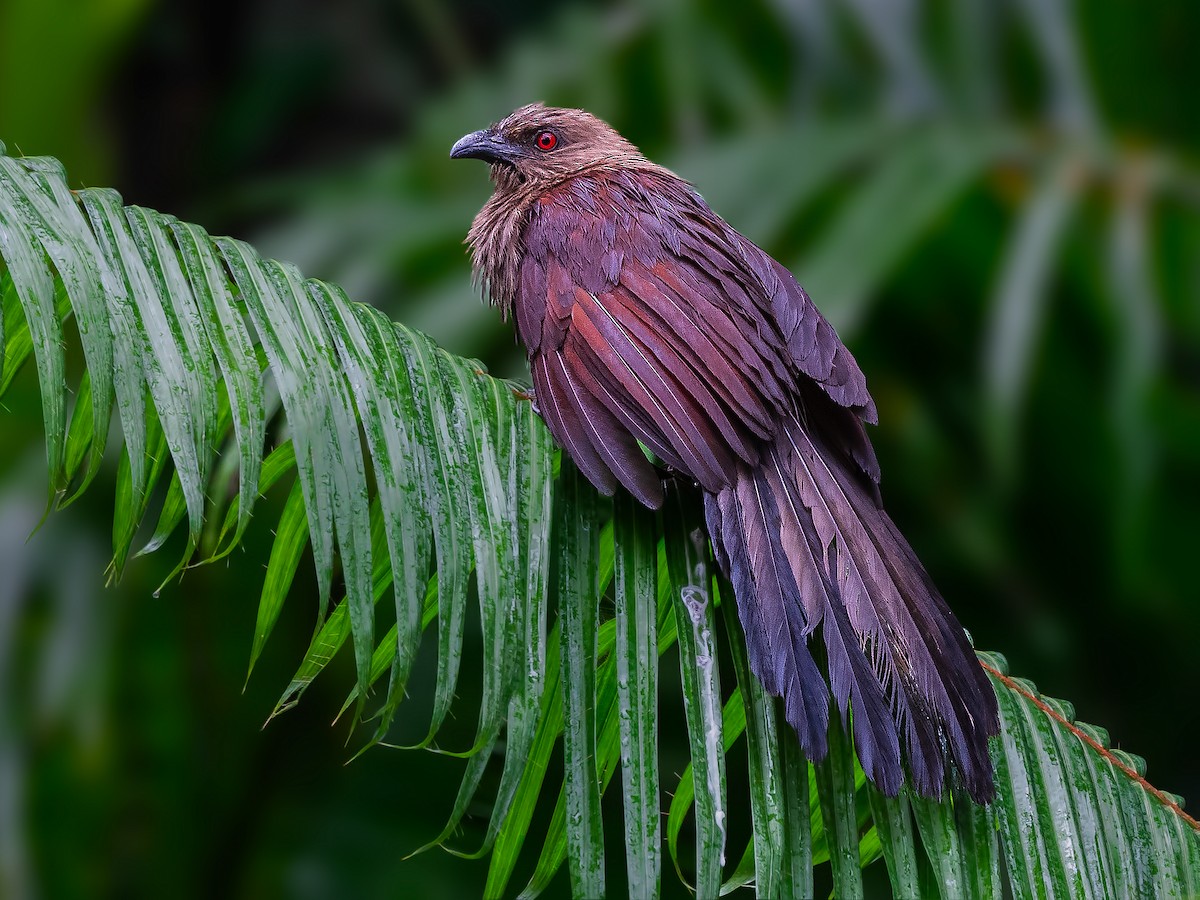Andaman Coucal - Centropus andamanensis - Birds of the World