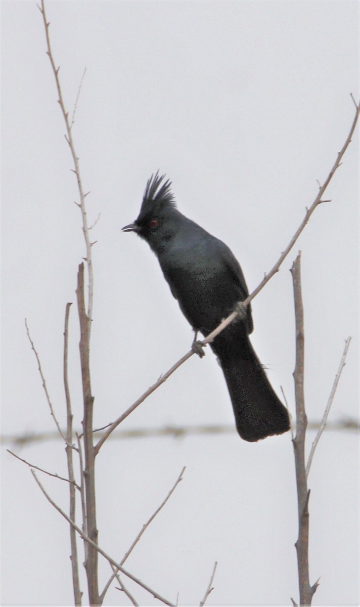 eBird Checklist - 28 Feb 2022 - Duncan Birding Trail - 10 species