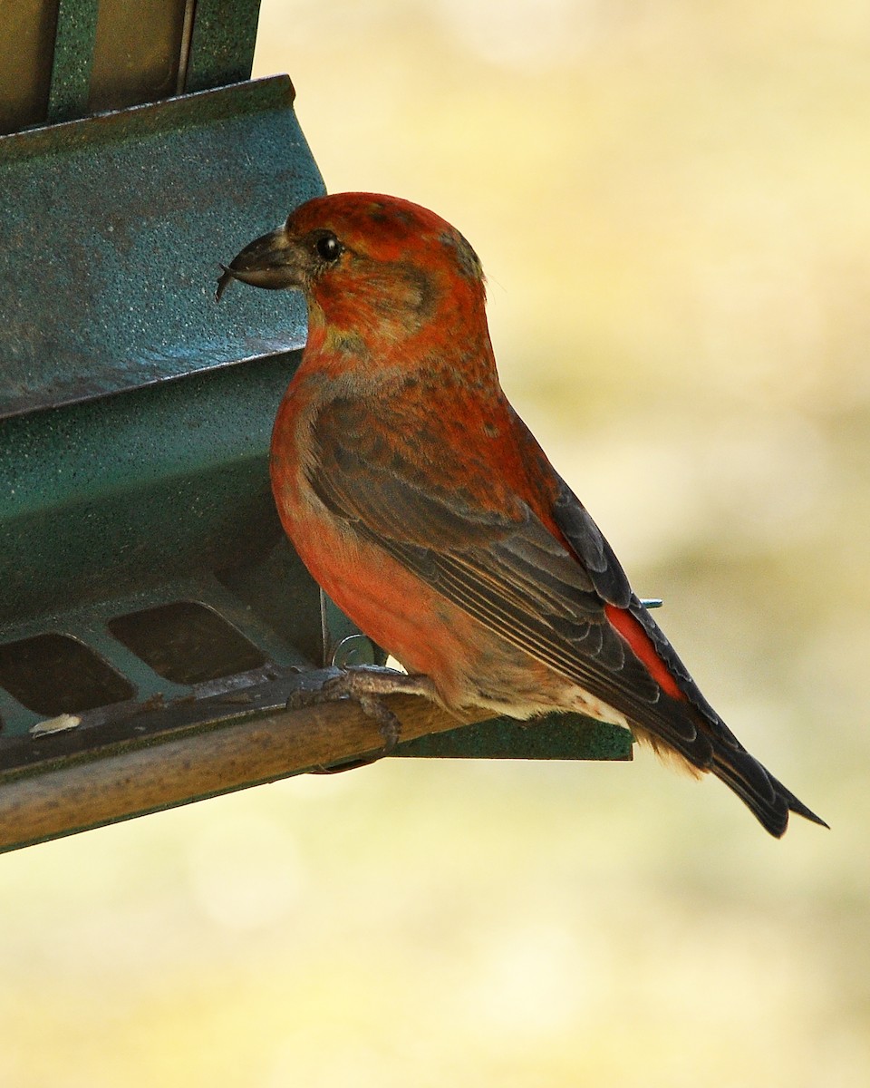 eBird Checklist - 18 Feb 2022 - Private residence - no access - 1 species