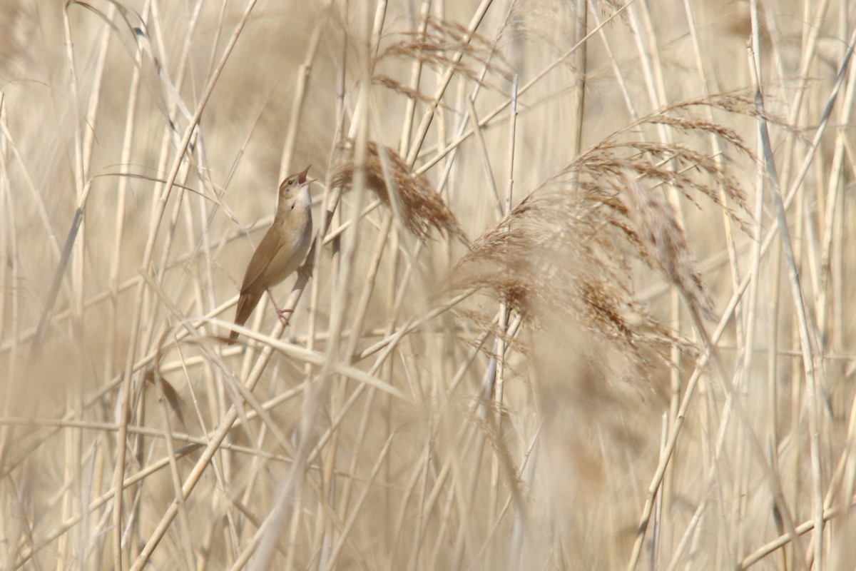 eBird Checklist - 11 Apr 2016 - Etang du Grand-Coulon - zone F - 6 species