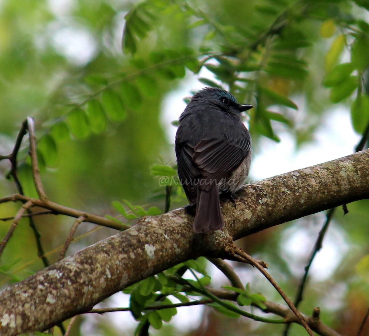 ML423585791 - Dull-blue Flycatcher - Macaulay Library