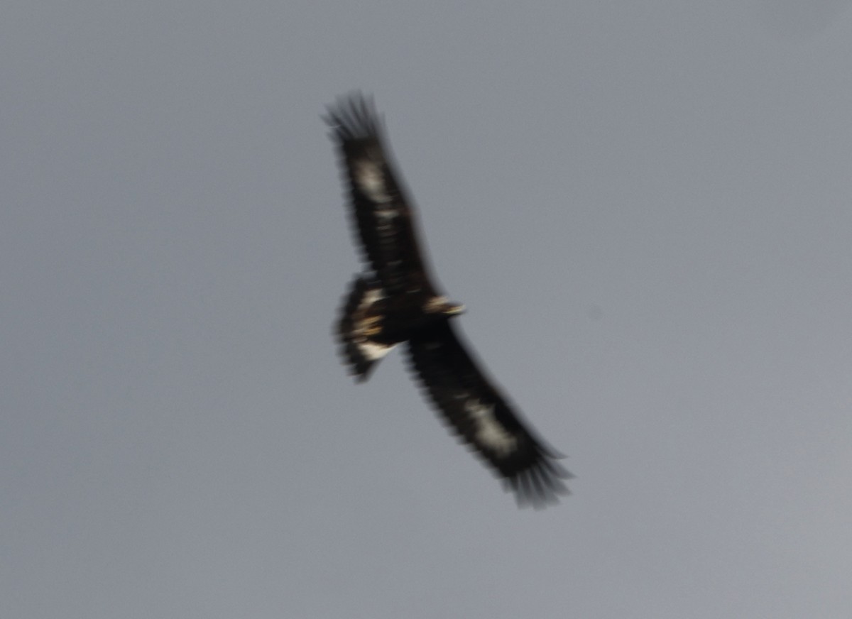 eBird Checklist - 9 Mar 2022 - Middle Fork River FP--North Waterfowl ...