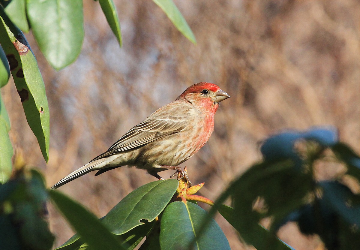 ML42407321 - House Finch - Macaulay Library