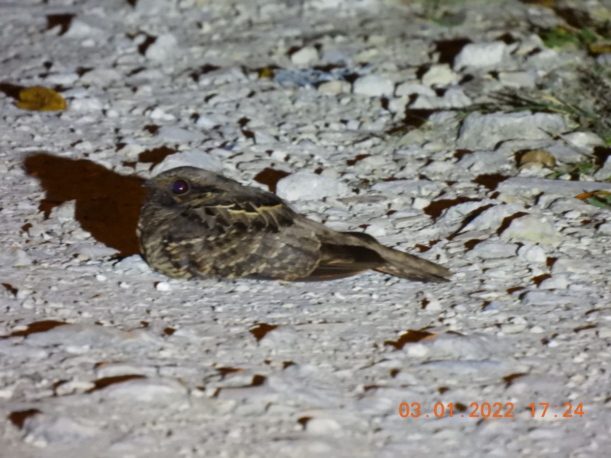 eBird Checklist - 1 Mar 2022 - Crooked Tree Wildlife Sanctuary--Bird's ...