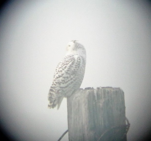 ML42579971 - Snowy Owl - Macaulay Library