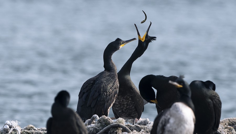 Great Cormorant/European Shag - eBird
