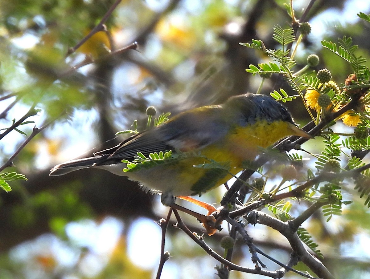 eBird Checklist - 17 Mar 2022 - Salineño Wildlife Preserve (LTC 080 ...