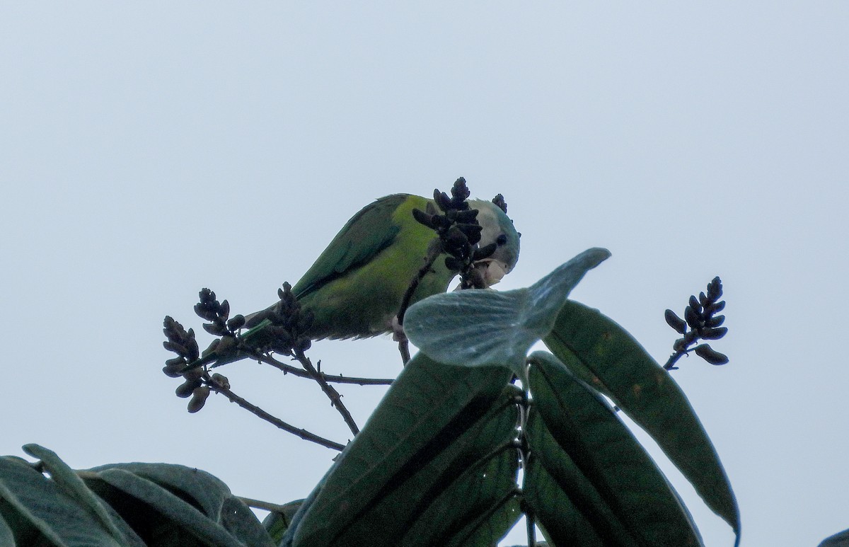ML426693171 - Gray-cheeked Parakeet - Macaulay Library