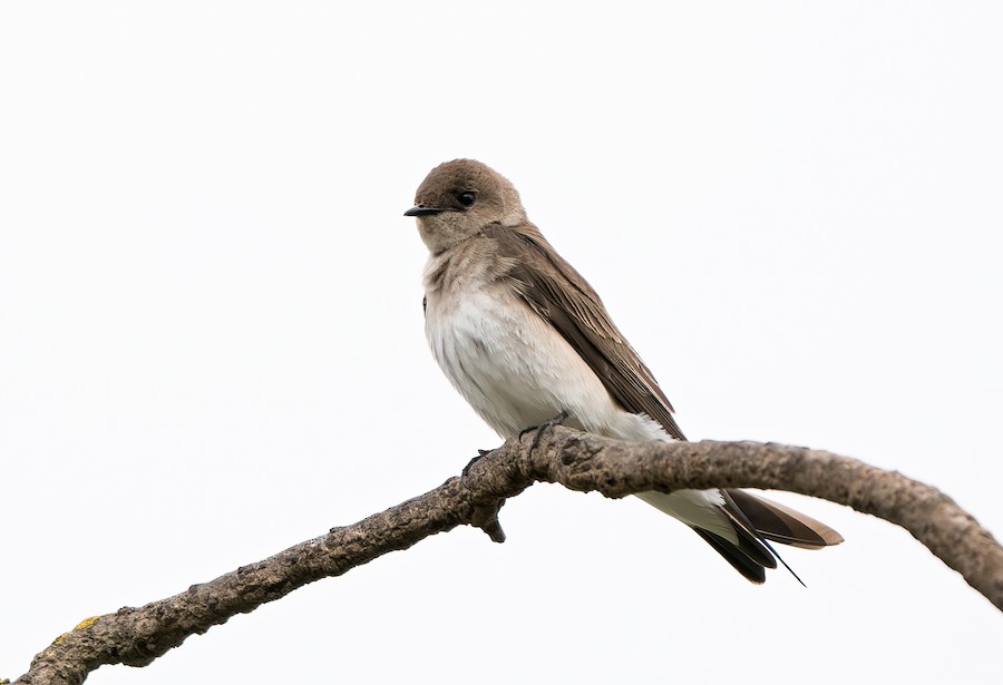 Northern Rough-winged Swallow (Northern) - eBird