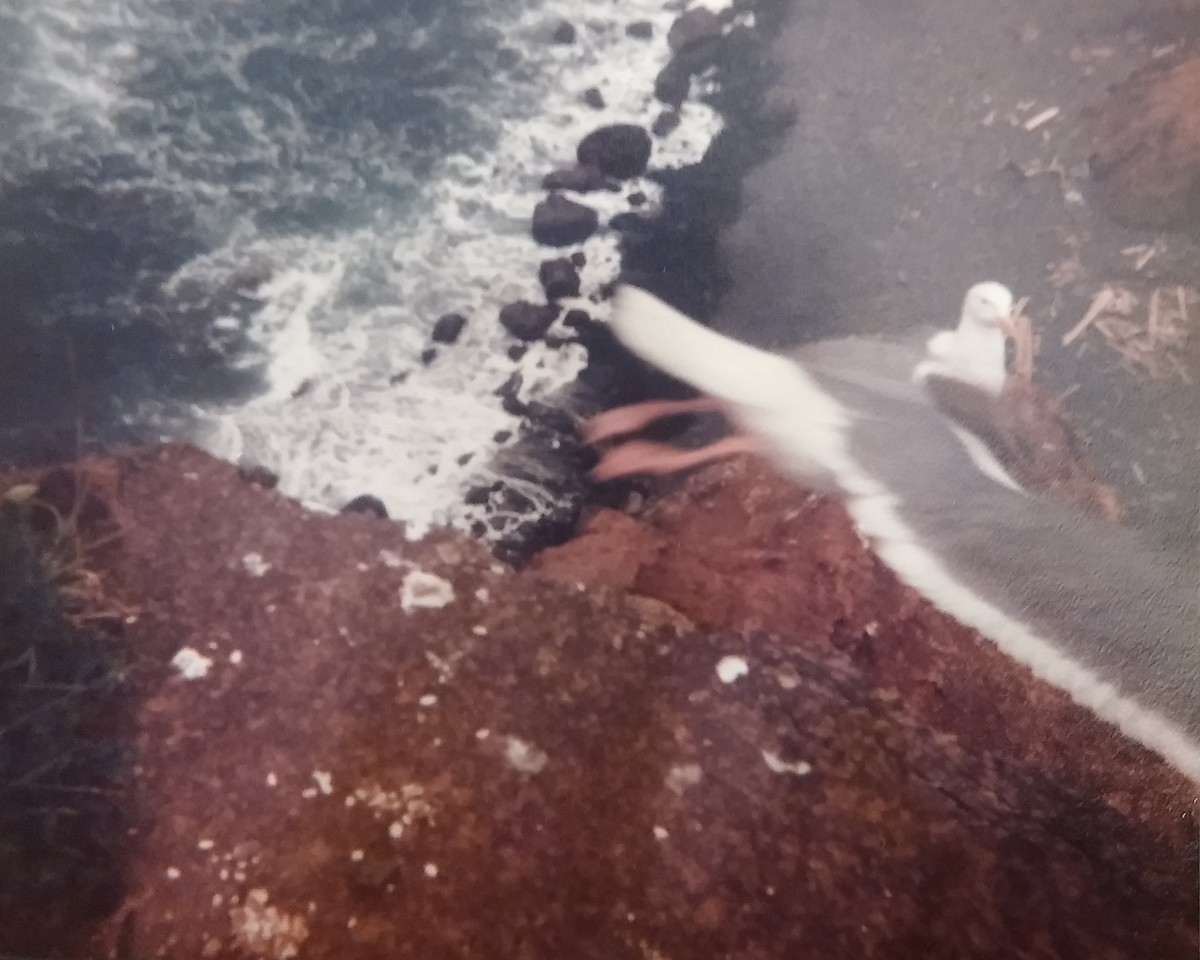 ML42711041 - Western Gull - Macaulay Library
