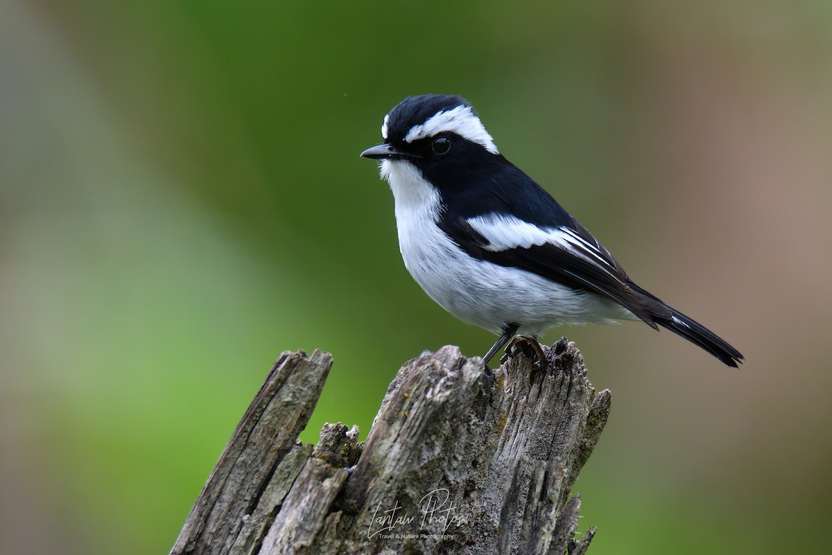 ML427741011 - Little Pied Flycatcher - Macaulay Library