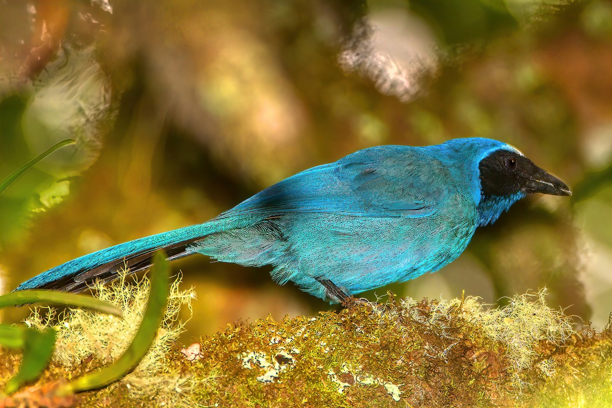ML428103501 - White-collared Jay - Macaulay Library