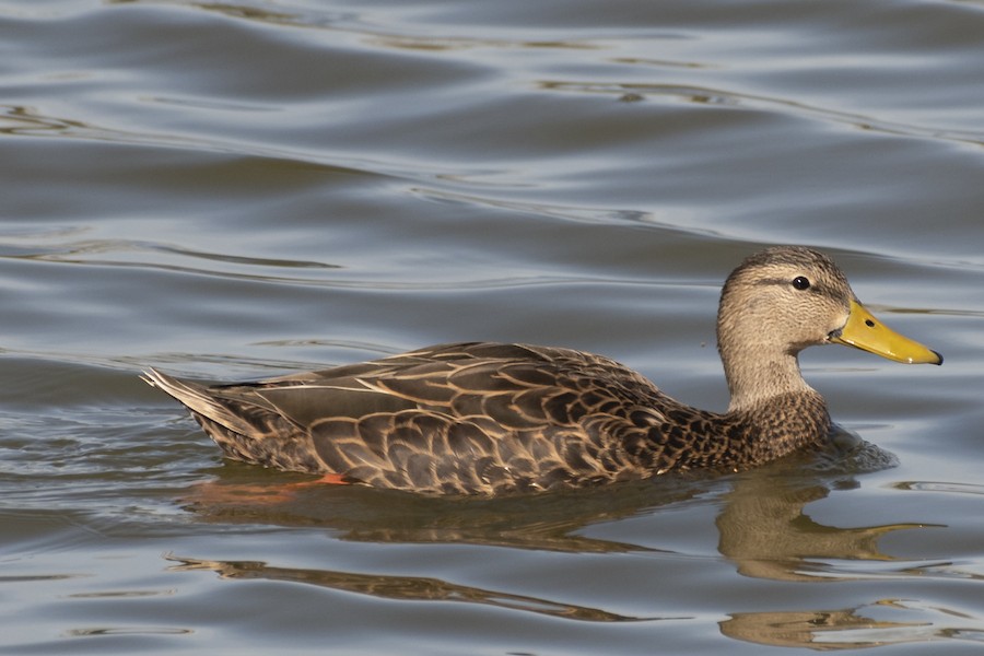 Pato Mexicano/Tejano - eBird