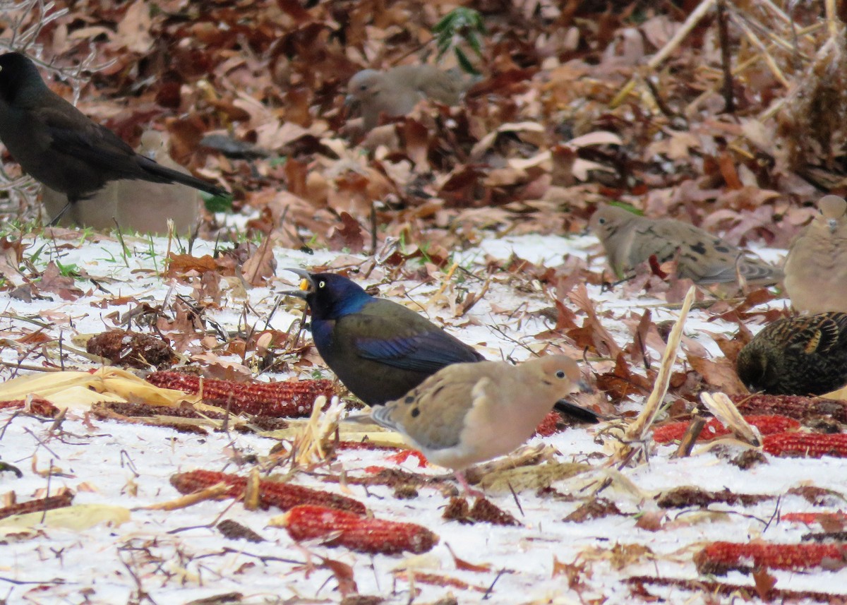 eBird Checklist - 17 Dec 2016 - Granogue - 22 species (+2 other taxa)