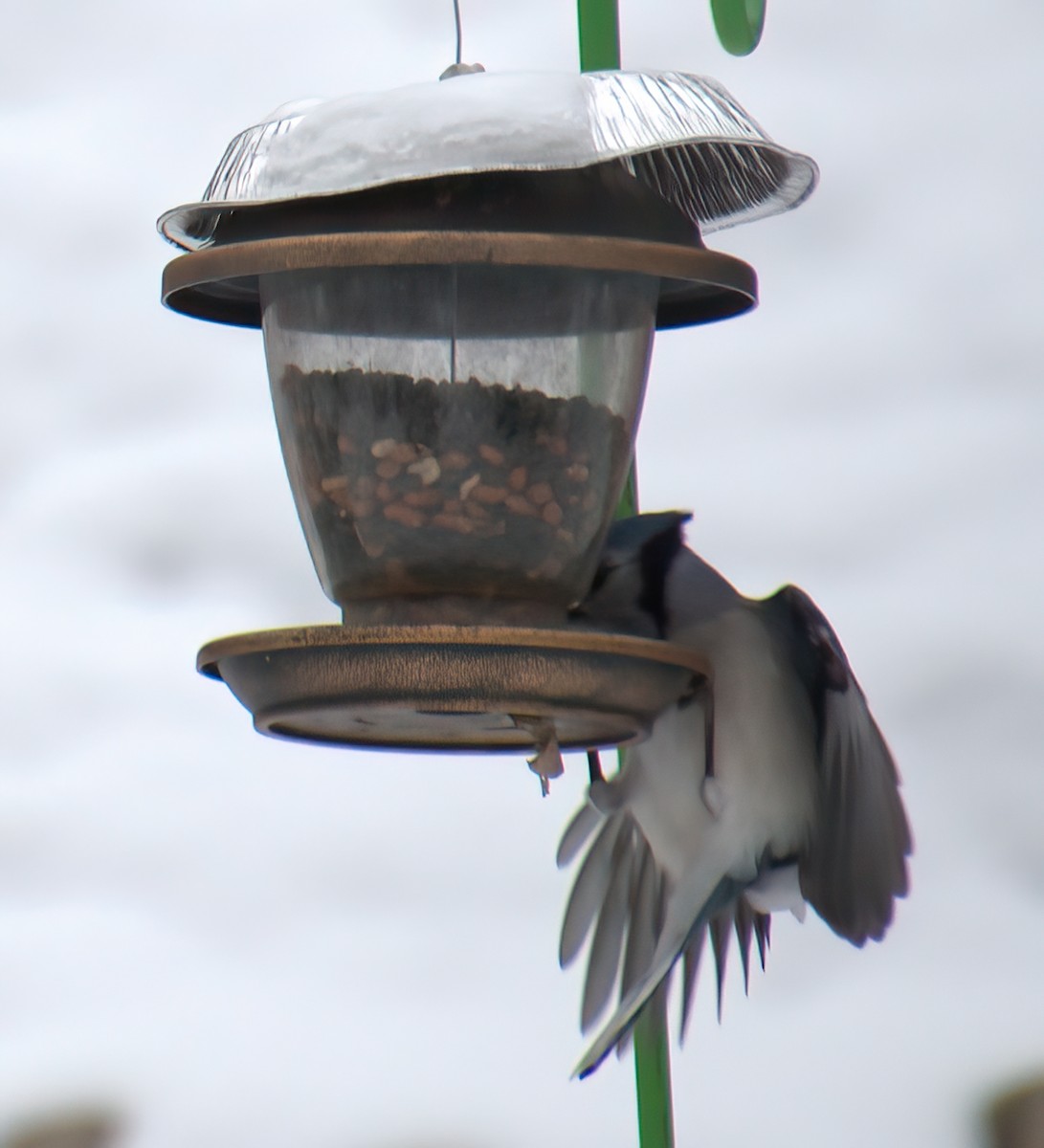 eBird Checklist - 11 Dec 2020 - Rue du cap, neuville - 16 species