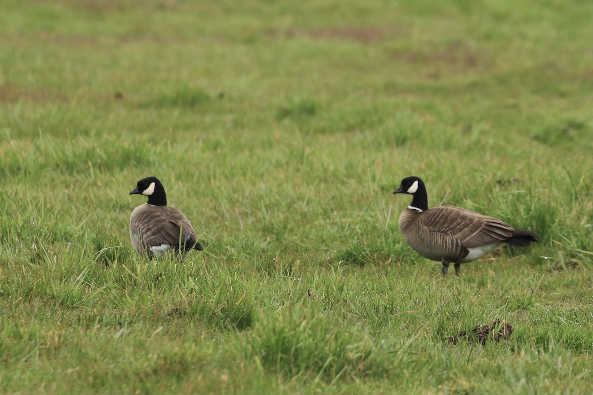 eBird Checklist - 28 Mar 2022 - Arcata Bottoms--V St. Loop - 21 species