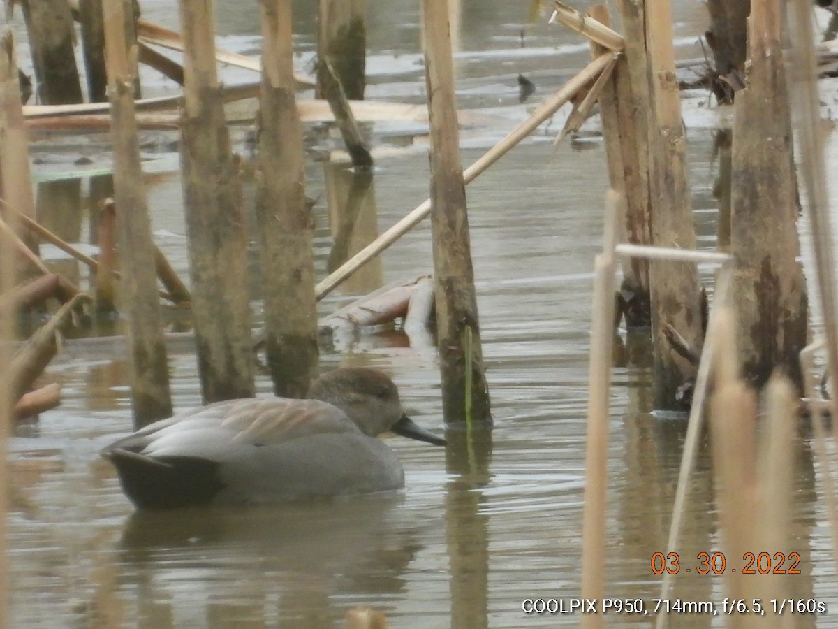 eBird Checklist - 30 Mar 2022 - Octoraro Reservoir--Mt. Eden Rd ...