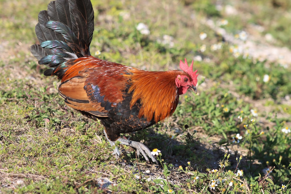 eBird Checklist - 28 Mar 2022 - Fort Zachary Taylor Historic SP - 13 ...