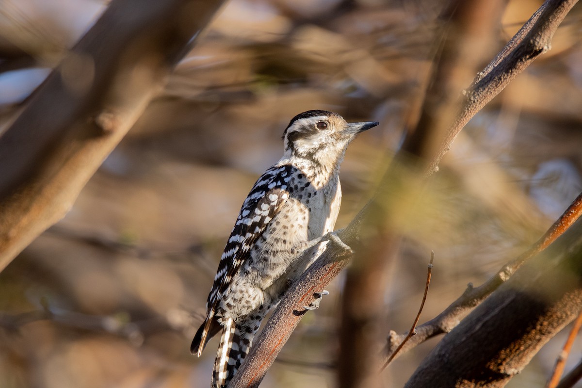 ML430609661 - Ladder-backed Woodpecker - Macaulay Library