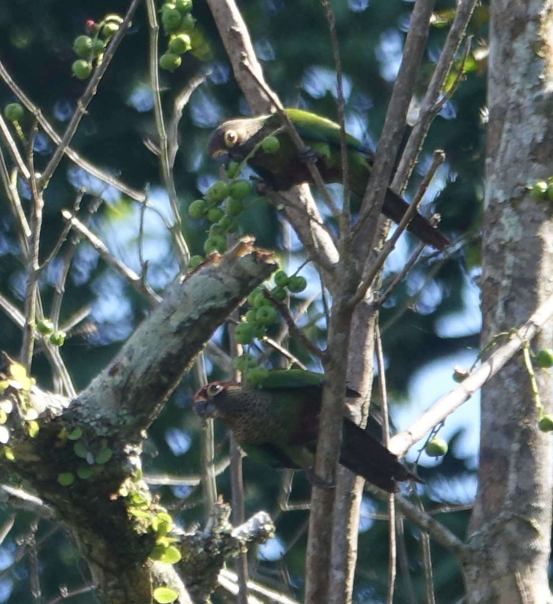 ML430885741 - Rose-fronted Parakeet - Macaulay Library