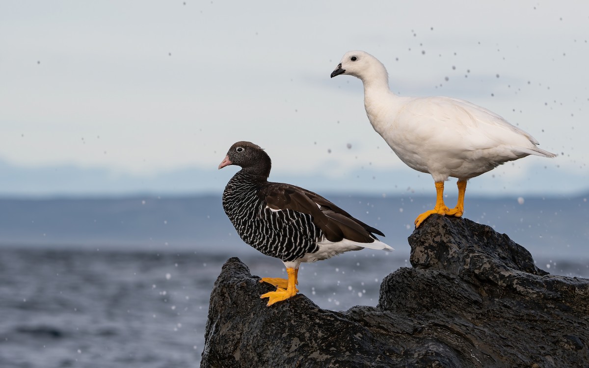 ML430936531 - Kelp Goose - Macaulay Library