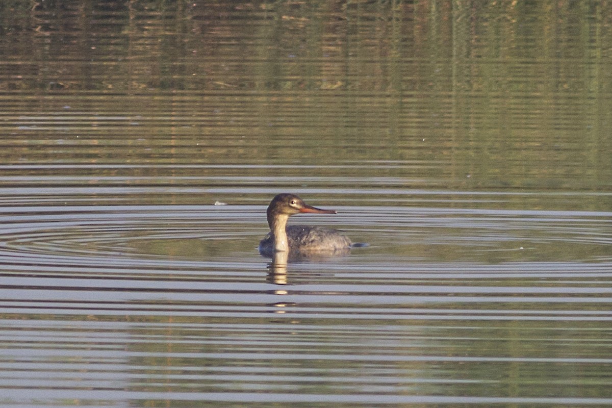 eBird Checklist - 22 Dec 2016 - Rajavali Marshes, Vasai - 35 species ...