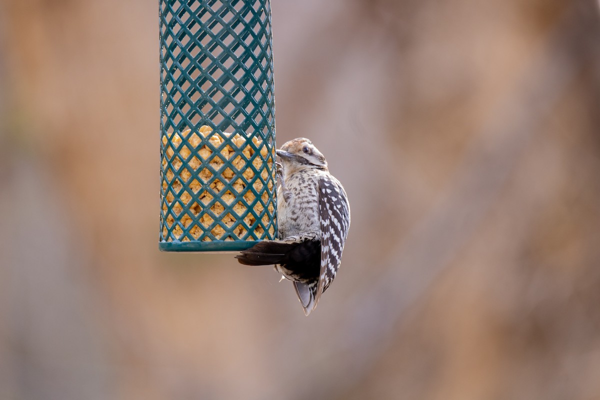 ML432142271 - Ladder-backed Woodpecker - Macaulay Library