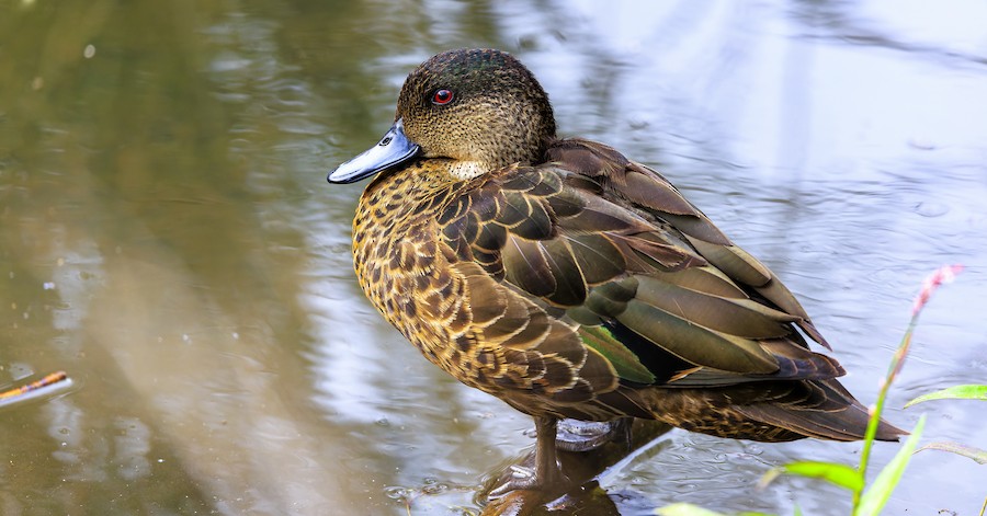 Gray/Chestnut Teal - eBird