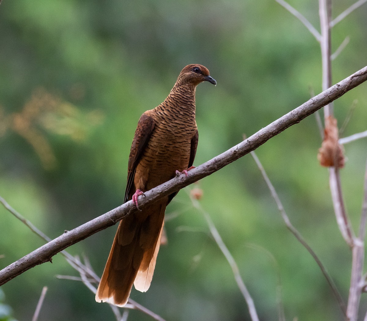 ML432342431 - Timor Cuckoo-Dove - Macaulay Library