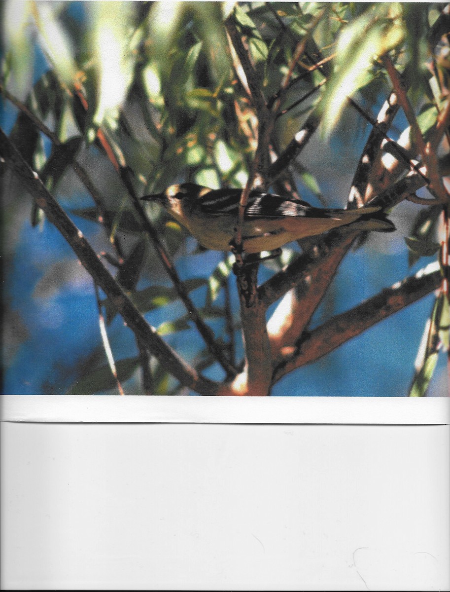 eBird Checklist - 6 Oct 1978 - Ganado Lake - 50 species (+1 other taxa)