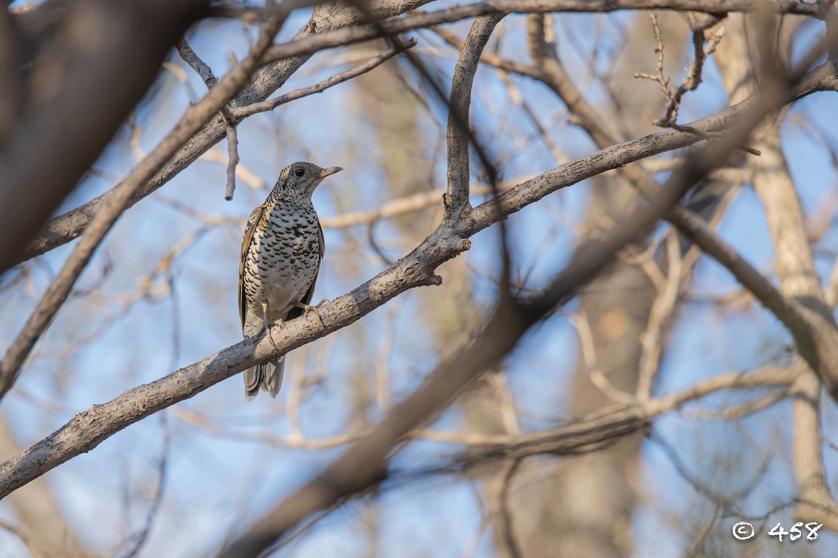ML432517561 - White's Thrush - Macaulay Library