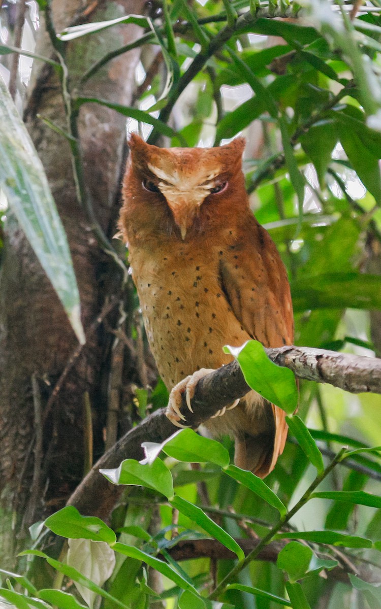 ML432561071 - Serendib Scops-Owl - Macaulay Library