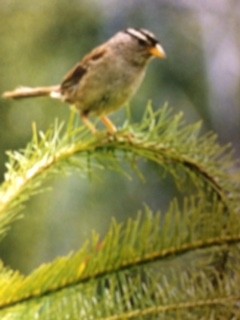 eBird Checklist - 2 Jul 1993 - North Vancouver--Inter River Park - 13 ...