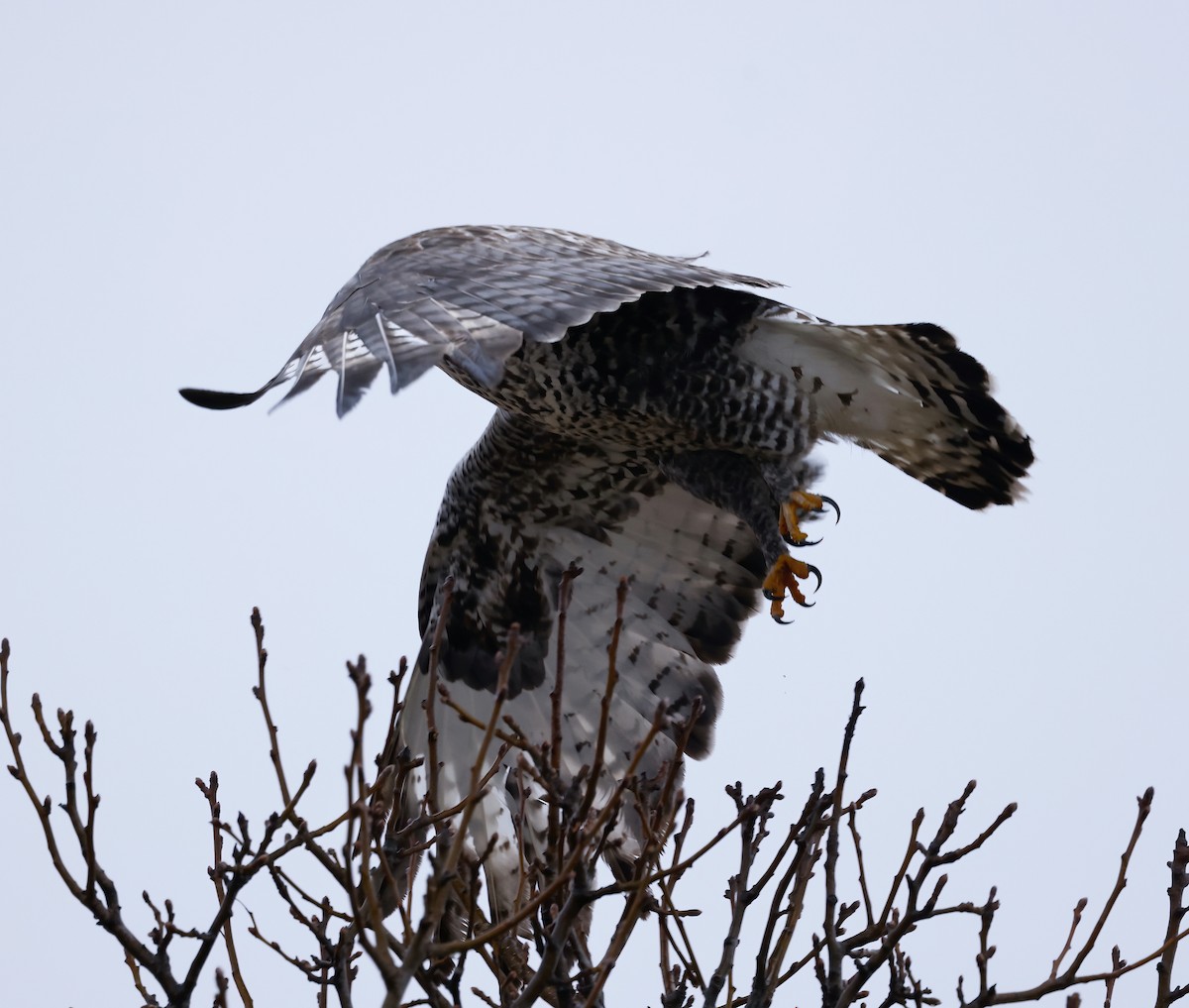 ML432738961 - Rough-legged Hawk - Macaulay Library