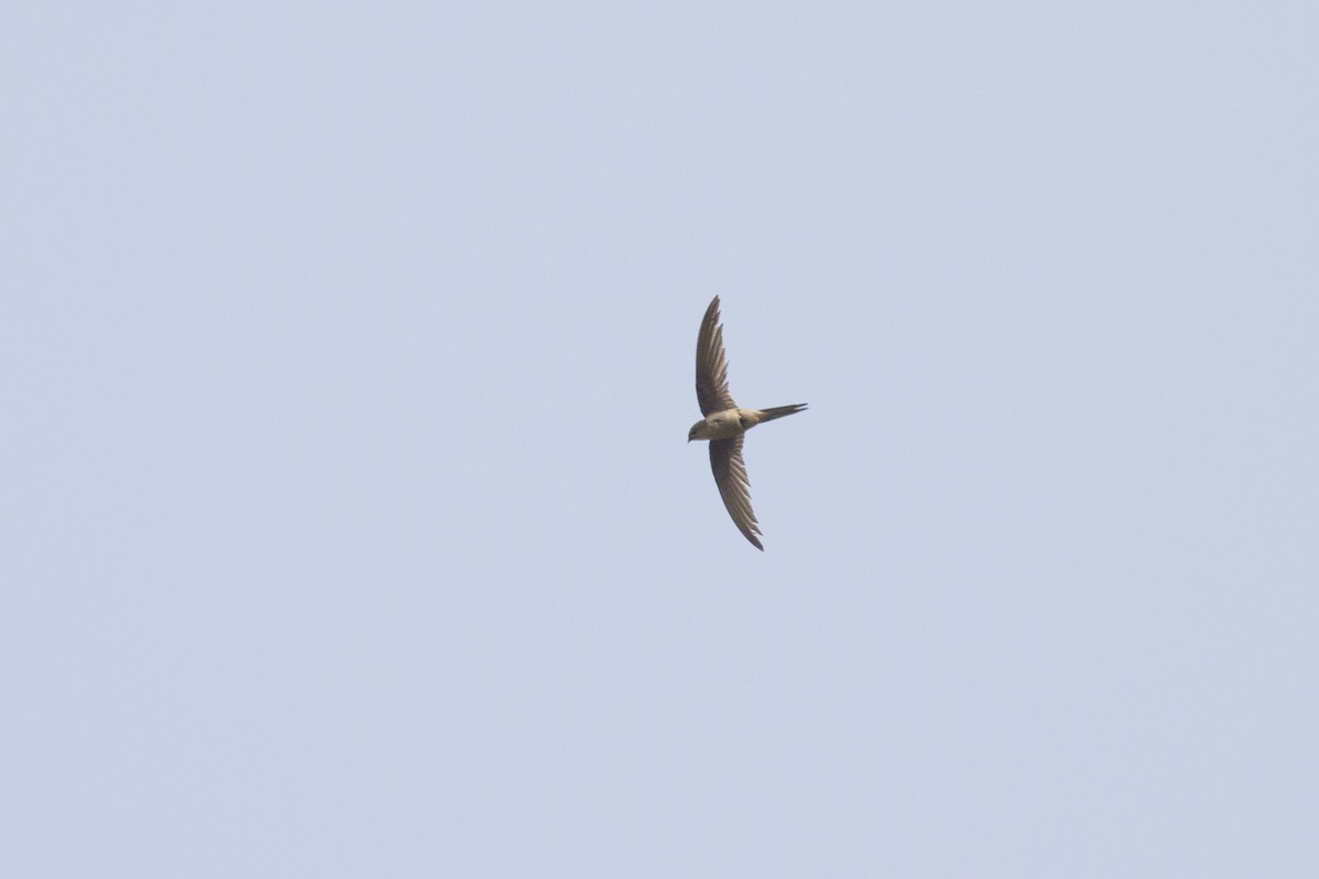 ML433157271 - Asian Palm Swift - Macaulay Library