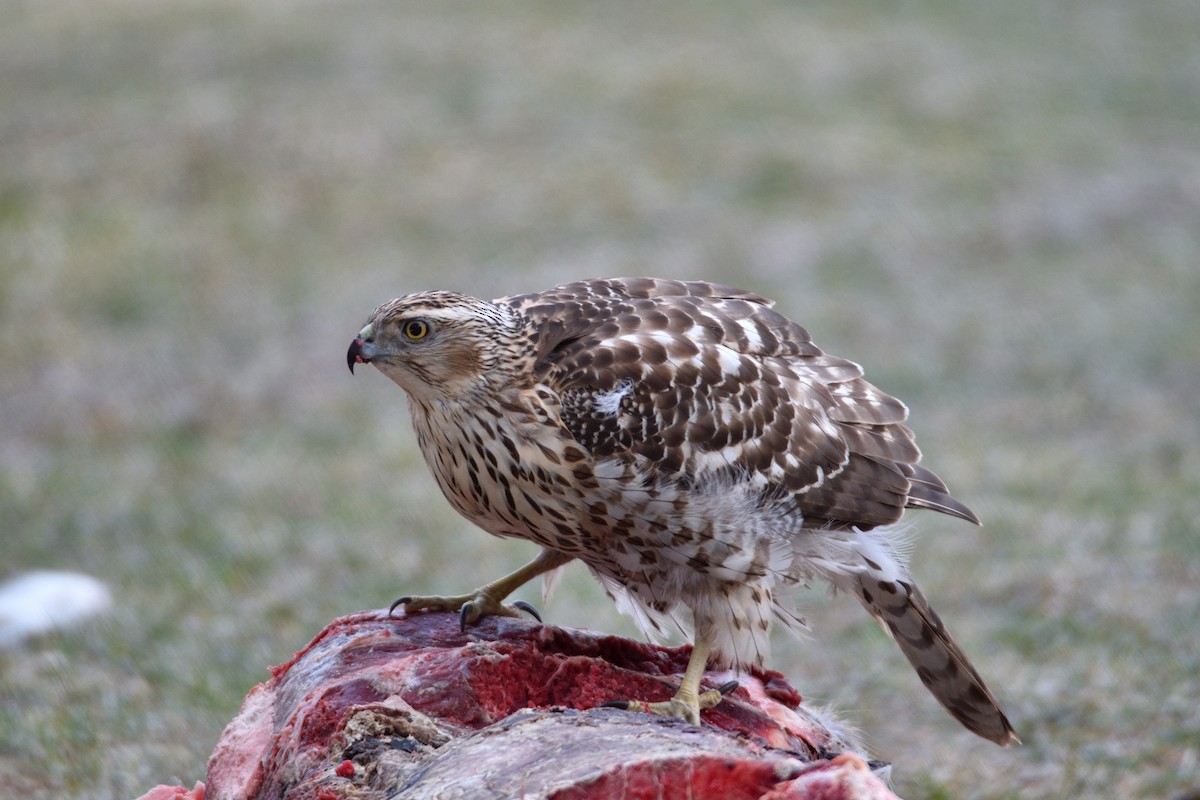 ML433197021 - American Goshawk - Macaulay Library