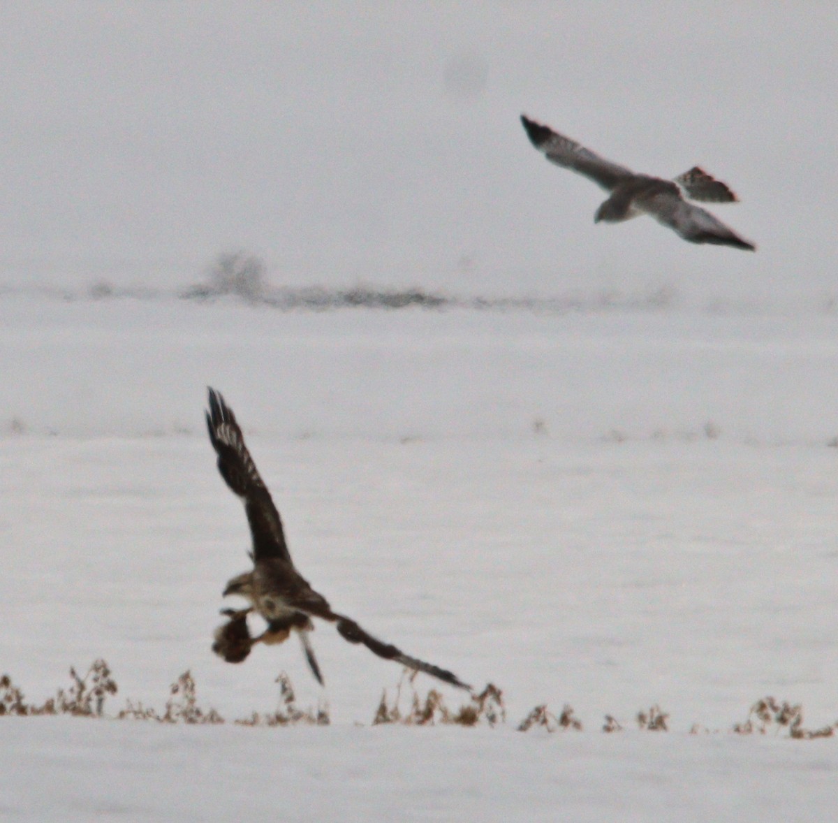 ML433197431 - Rough-legged Hawk - Macaulay Library