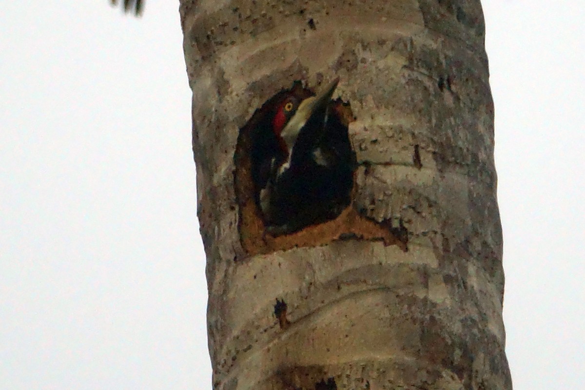 eBird Checklist - 11 Mar 2022 - Amazon Research Center Peru Lodge - 18 ...