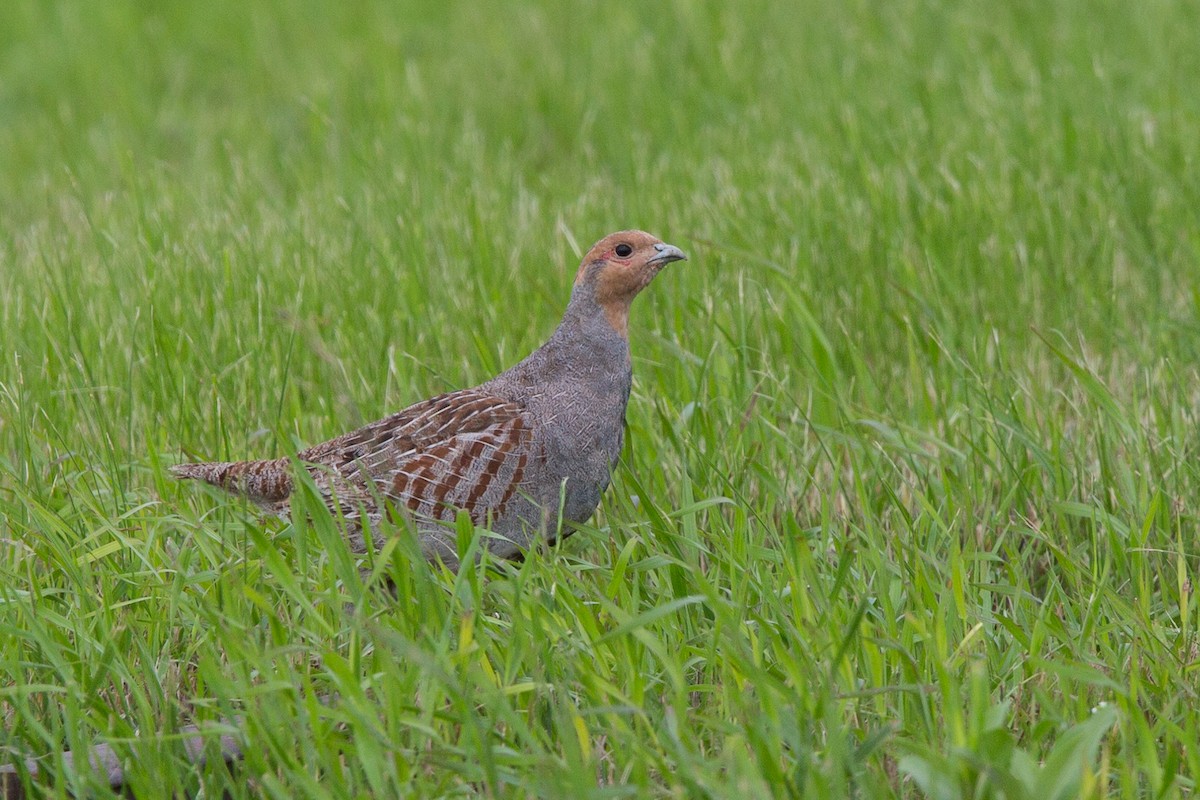 ML43335301 - Gray Partridge - Macaulay Library