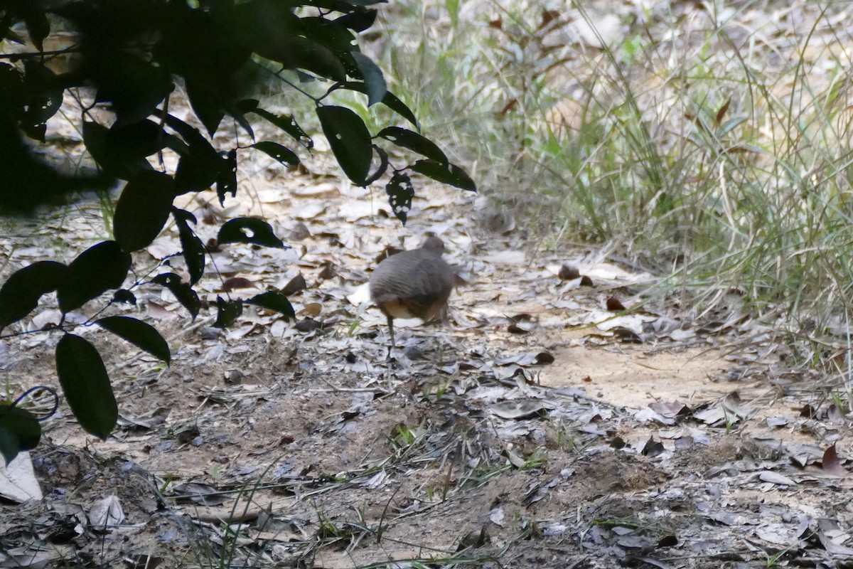 Rusty Tinamou - Crypturellus brevirostris - Media Search - Macaulay ...
