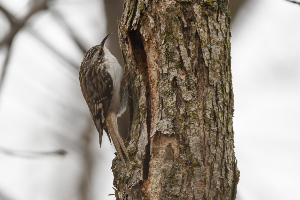 ML433562001 - Brown Creeper - Macaulay Library