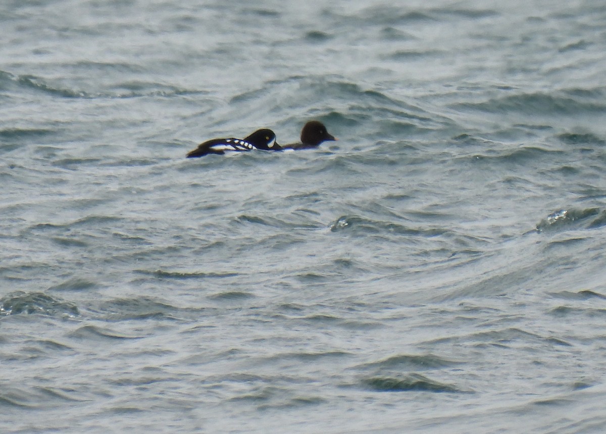 eBird Checklist - 22 Mar 2022 - Hibou CA - 13 species